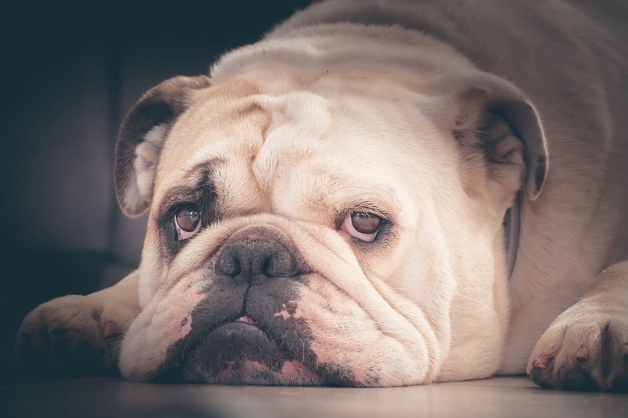 Angol bulldog nevek ⋆ Kutya nevek 2026